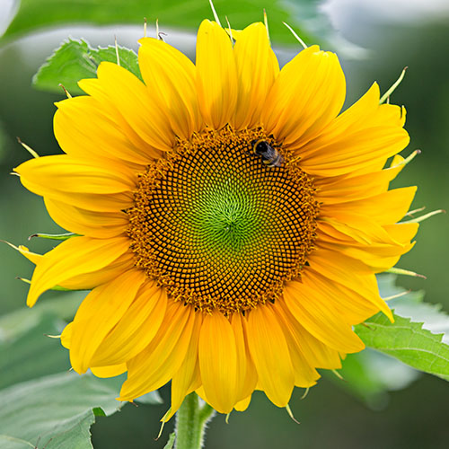 Blumen-Memory - Verein für Familiengärten Dübendorf