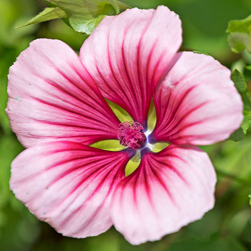 Blumen-Memory - Verein für Familiengärten Dübendorf