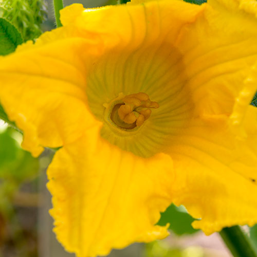 Blumen-Memory - Verein für Familiengärten Dübendorf