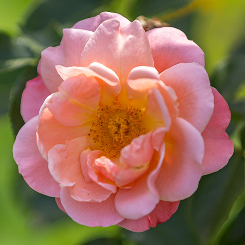 Blumen-Memory - Verein für Familiengärten Dübendorf