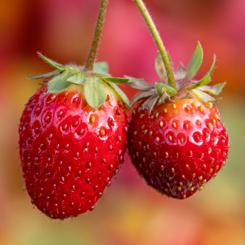 Blumen-Memory - Verein für Familiengärten Dübendorf