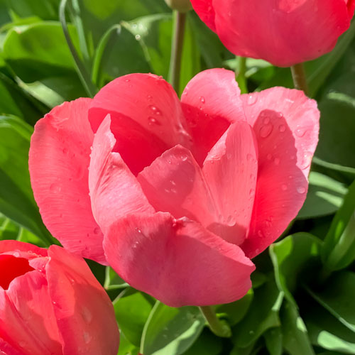 Blumen-Memory - Verein für Familiengärten Dübendorf