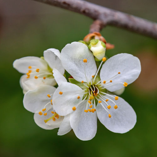 Blumen-Memory - Verein für Familiengärten Dübendorf